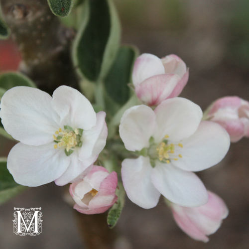 Tarhaomenapuu 'Pirja' - MUSTILA PUUTARHA