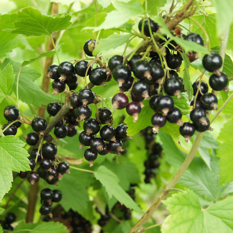 Mustaherukka 'Ola' FinE - MUSTILA PUUTARHA