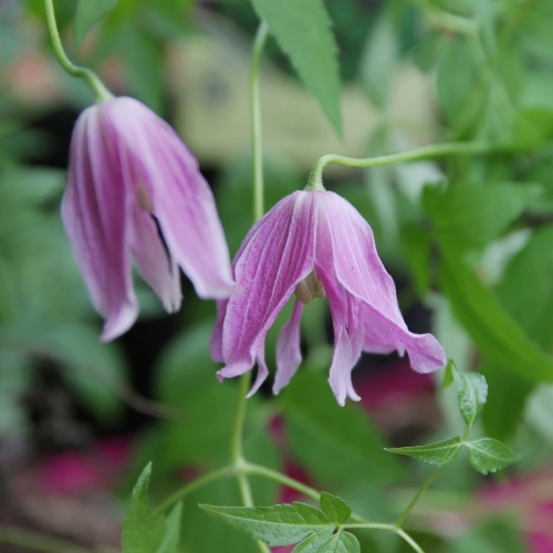 Clematis 'Constance' Atragene-Ryhmä - MUSTILA TRÄDGÅRD