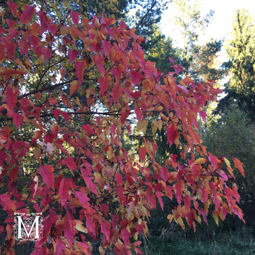 Mongolianvaahtera - MUSTILA PUUTARHA