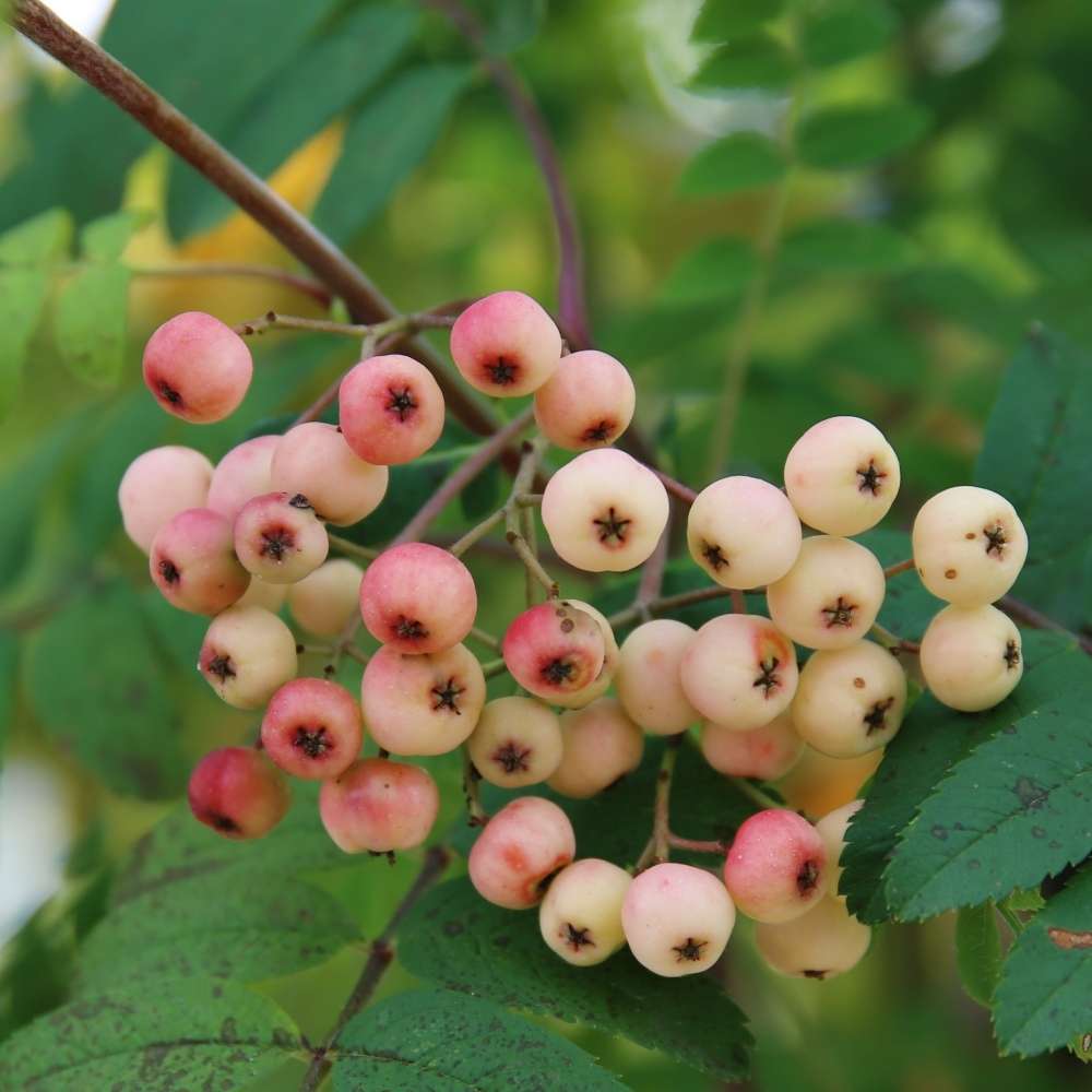 Sorbus x arnoldiana - MUSTILA TRÄDGÅRD