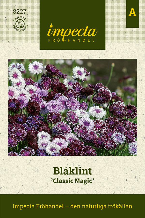 Ruiskaunokki 'Classic Magic' - MUSTILA PUUTARHA