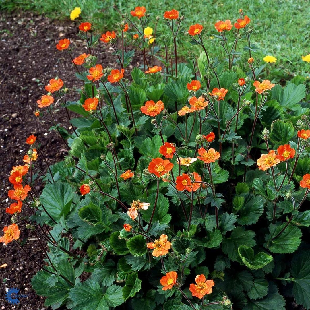 Geum coccineum - MUSTILA TRÄDGÅRD