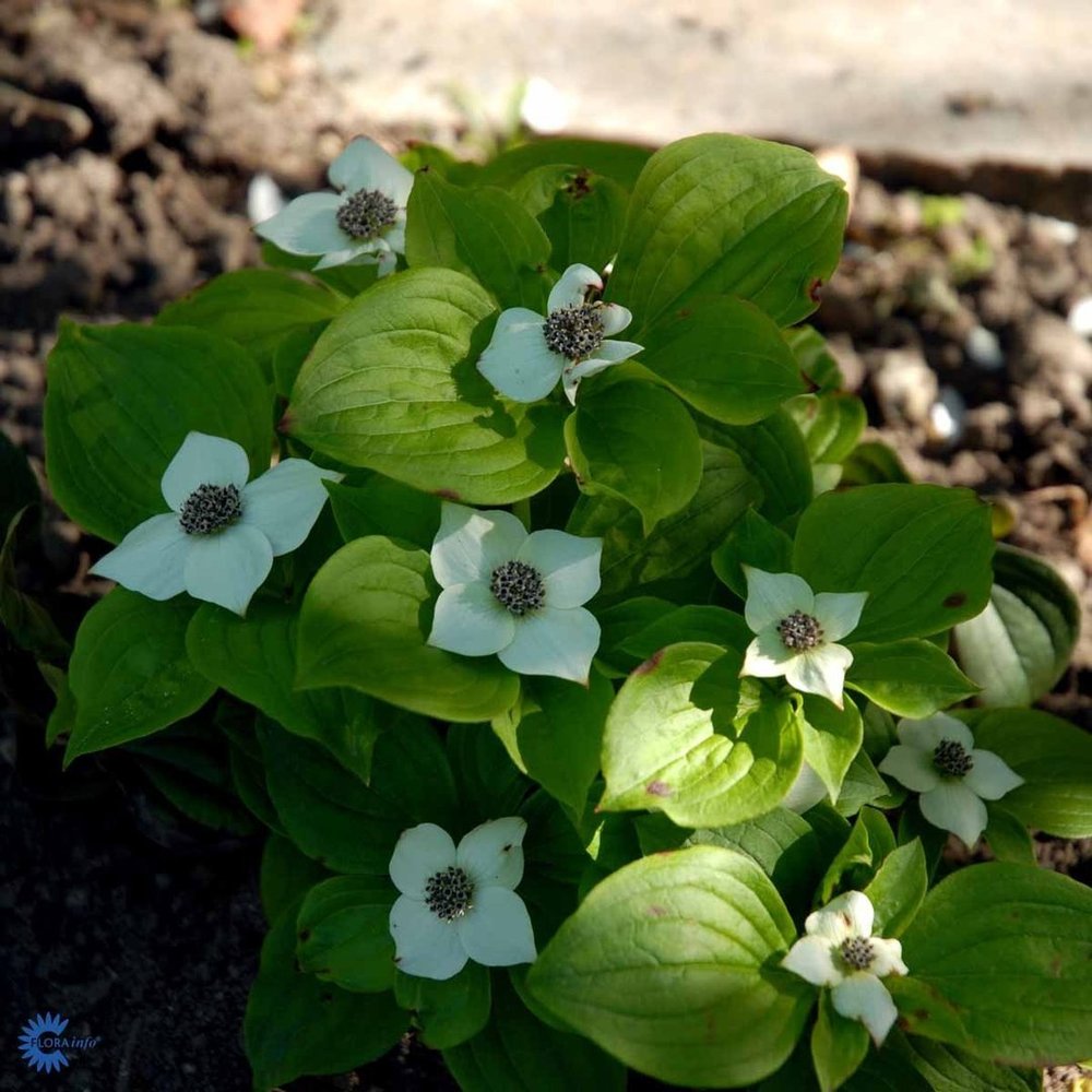 Kanadanruohokanukka - MUSTILA PUUTARHA