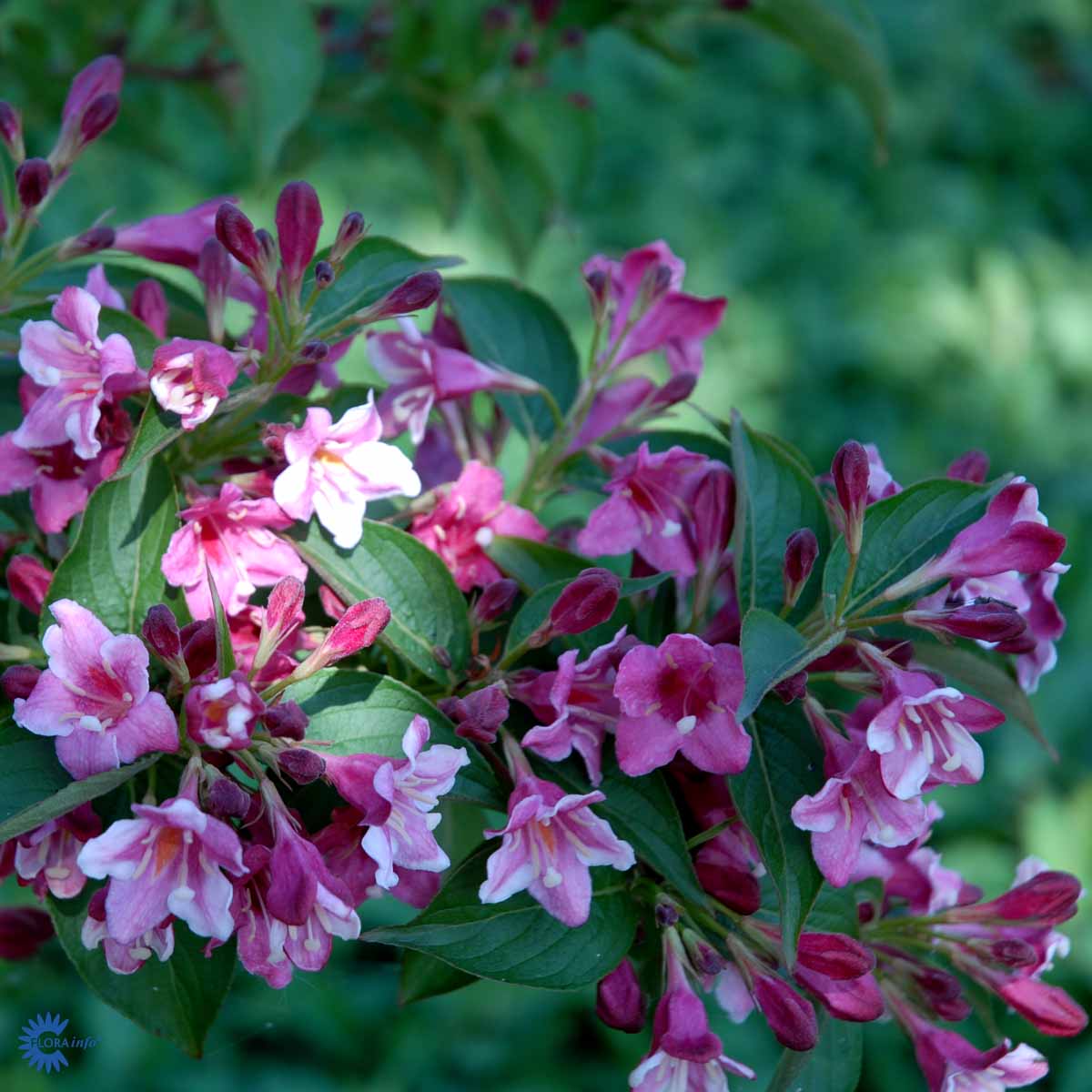 Weigela florida 'Pink Princess' - MUSTILA TRÄDGÅRD