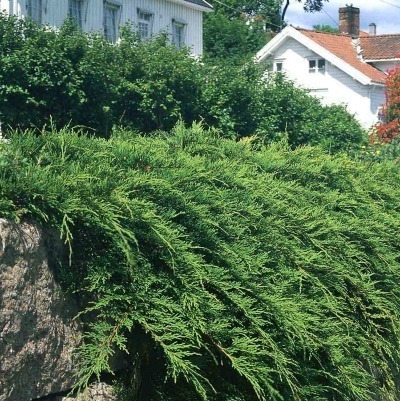 Tuivio - MUSTILA PUUTARHA