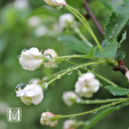 Marjaomenapensas - MUSTILA PUUTARHA