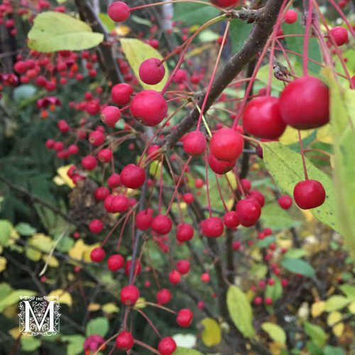 Marjaomenapensas - MUSTILA PUUTARHA