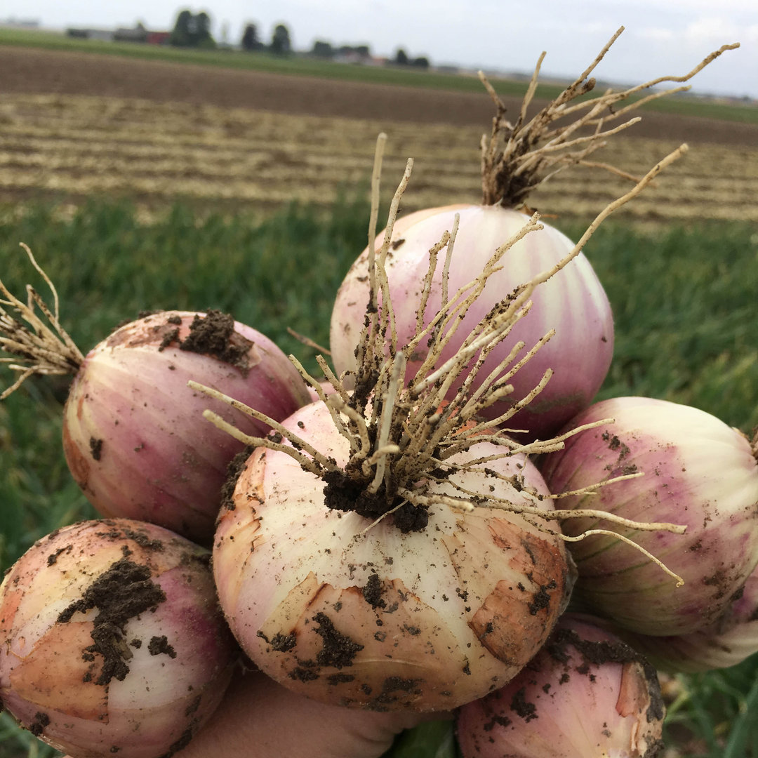 Sipuli Keravel 250 g - MUSTILA PUUTARHA