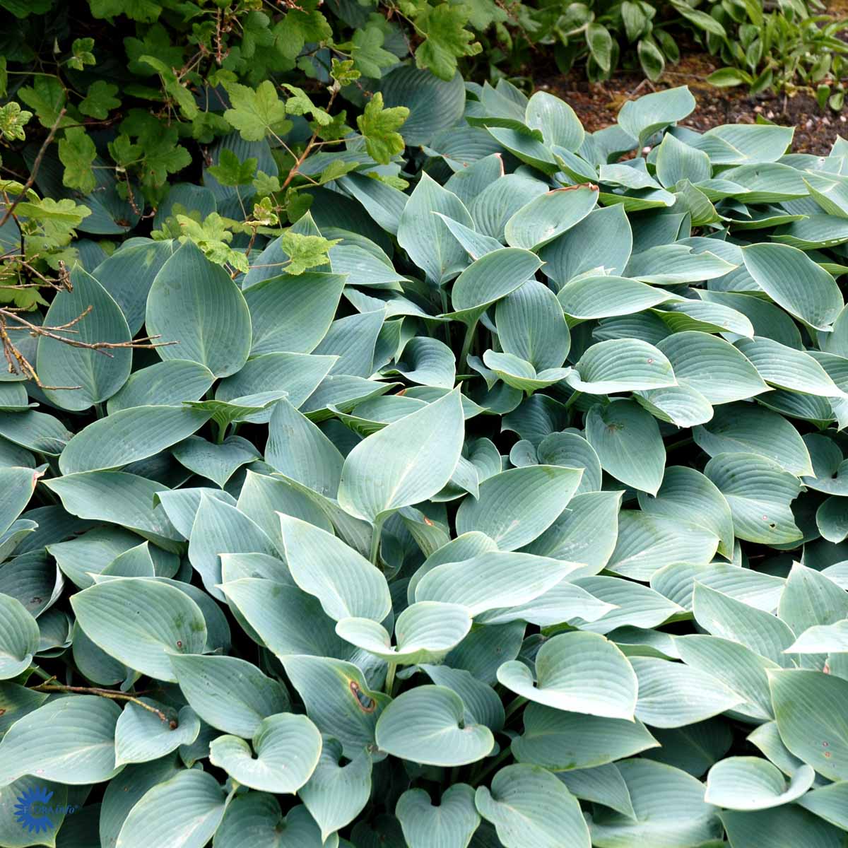 Hosta 'Halcyon' Tardiana-Ryhmä - MUSTILA TRÄDGÅRD