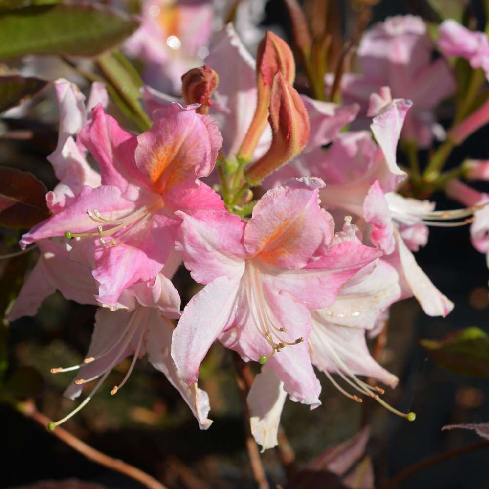 Rhododendron Lights-Ryhmä 'Tri-Lights™' - MUSTILA TRÄDGÅRD