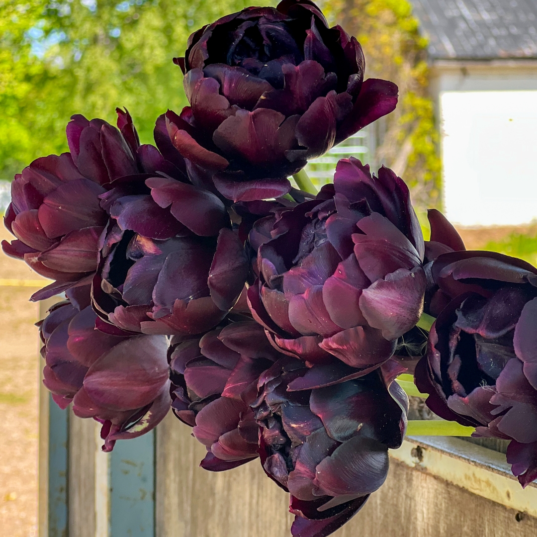 Tulppaani 'Black Hero' - MUSTILA PUUTARHA