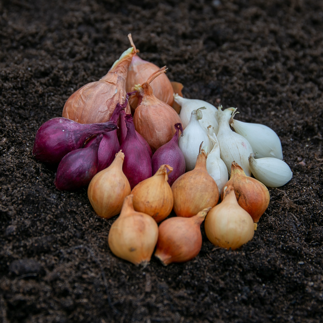 Sipuli mix 250 g - MUSTILA PUUTARHA