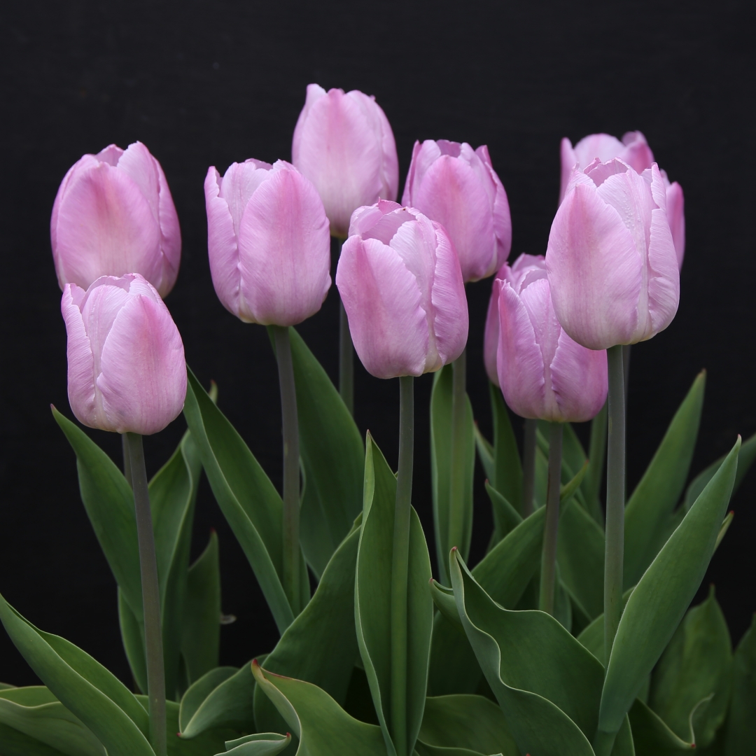 Tulppaani 'Candy Prince' - MUSTILA PUUTARHA