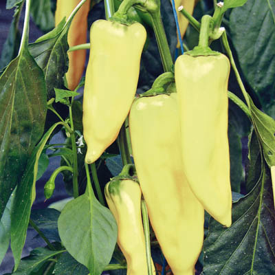 Chilipaprika 'Hungarian Yellow Wax Hot' - MUSTILA PUUTARHA