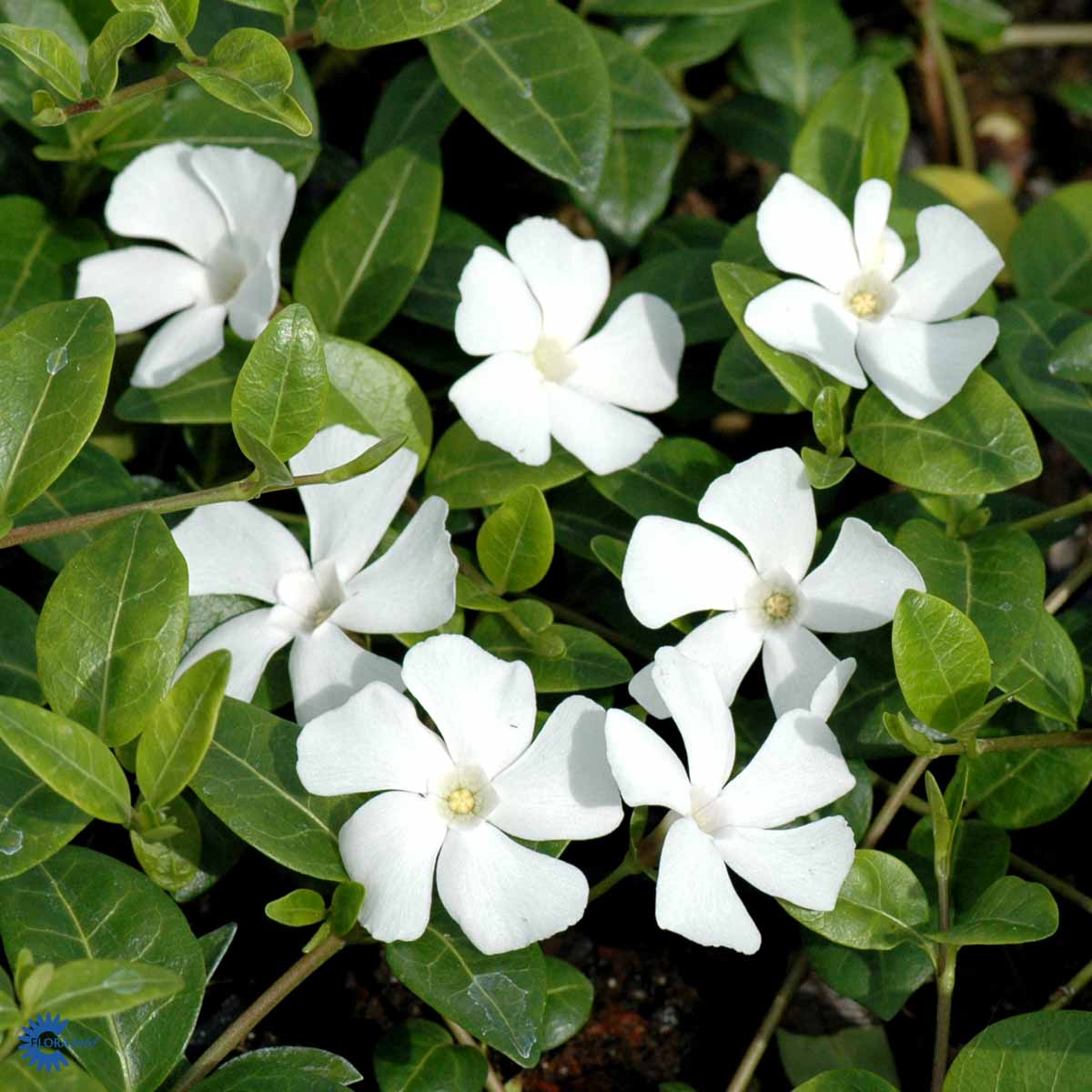 Pikkutalvio 'Gertrude Jekyll' - MUSTILA PUUTARHA