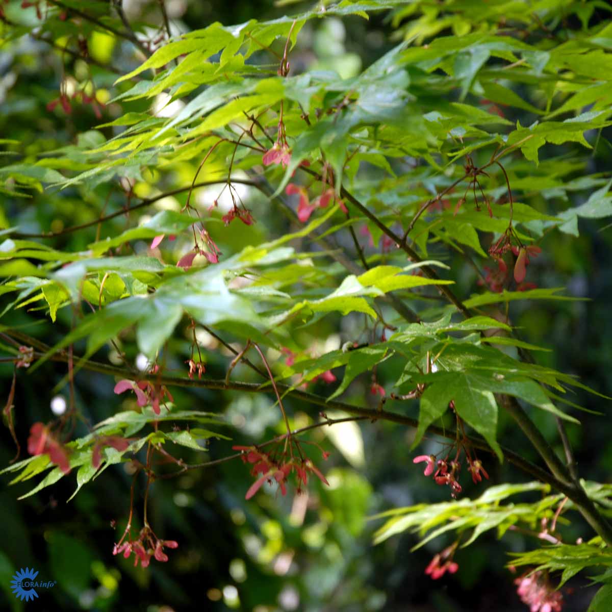 Japaninvaahtera 'Osakazuki' 40-60 cm - MUSTILA PUUTARHA