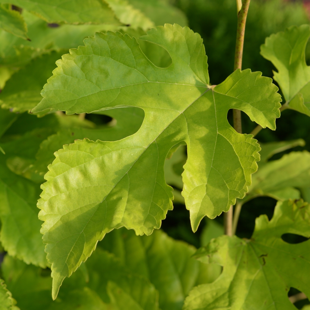 Mulperi 'Mulle' 40-50 cm - MUSTILA PUUTARHA