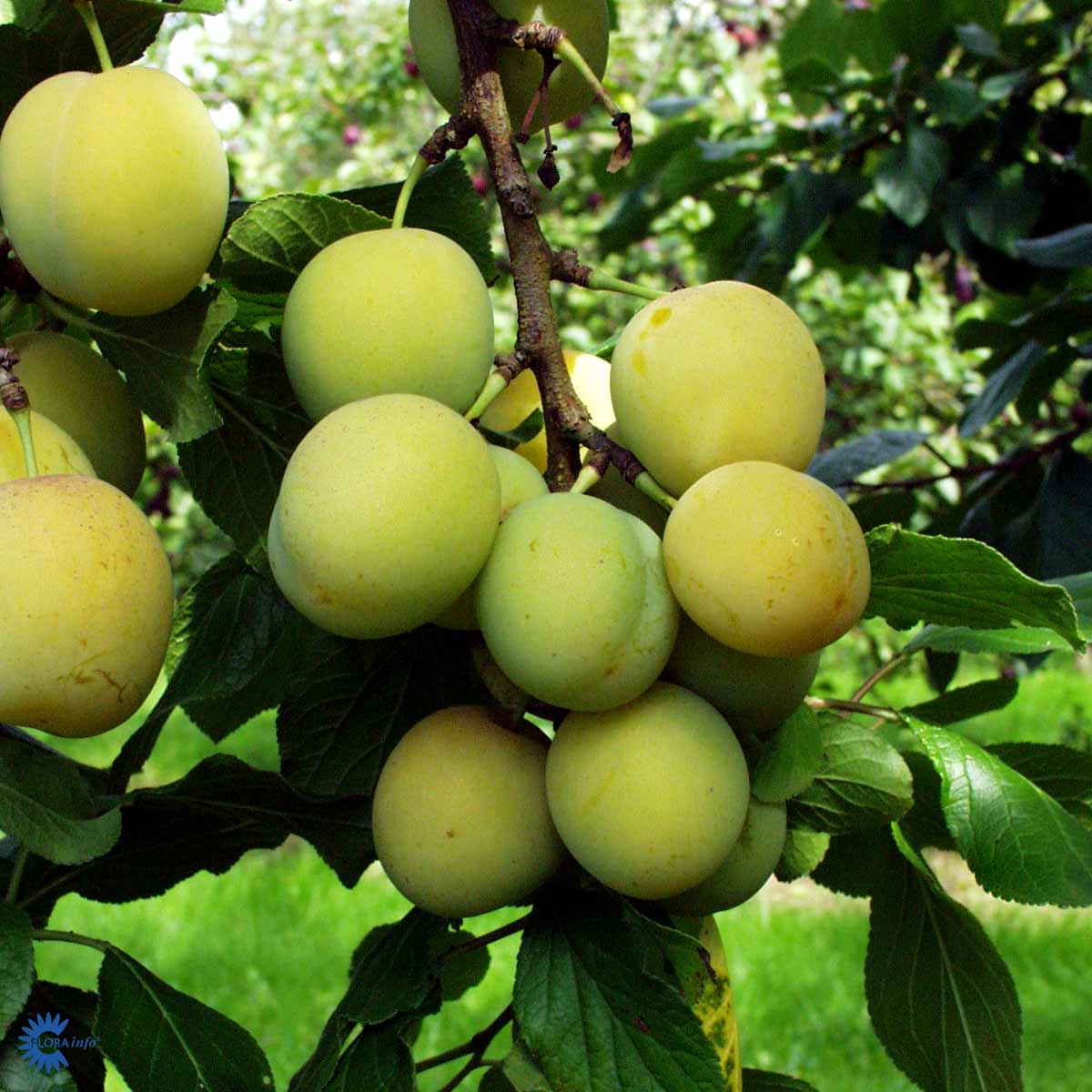 Luumu 'Yleinen Keltaluumu' - MUSTILA PUUTARHA