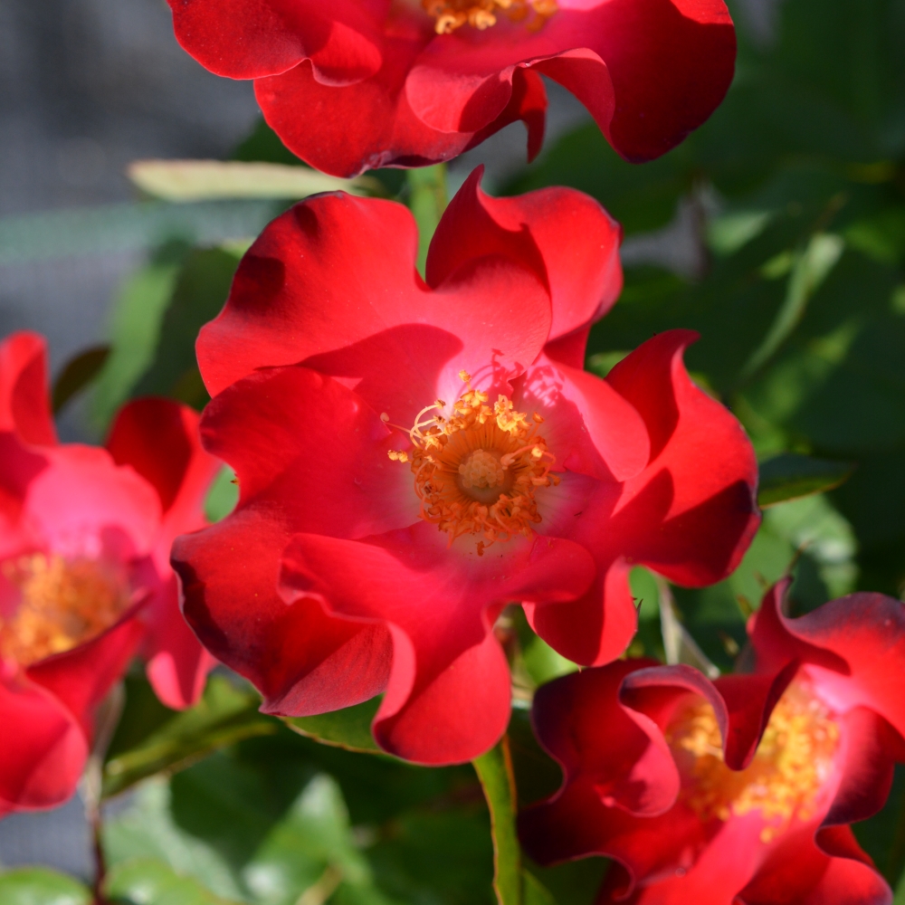 Easy Elegans -pensasruusu 'Screaming Neon Red' - MUSTILA PUUTARHA