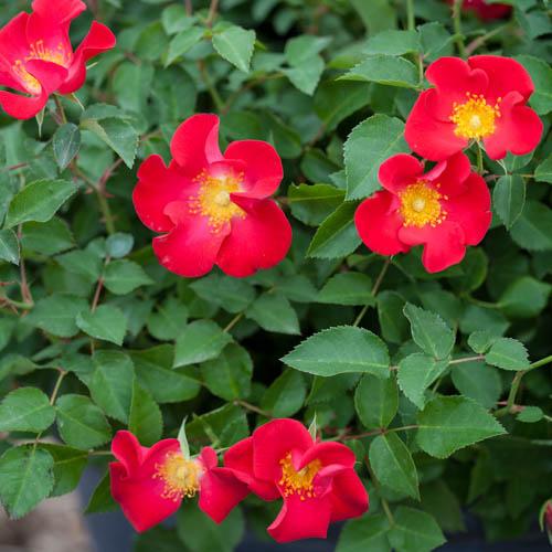 Easy Elegans -pensasruusu 'Screaming Neon Red' - MUSTILA PUUTARHA