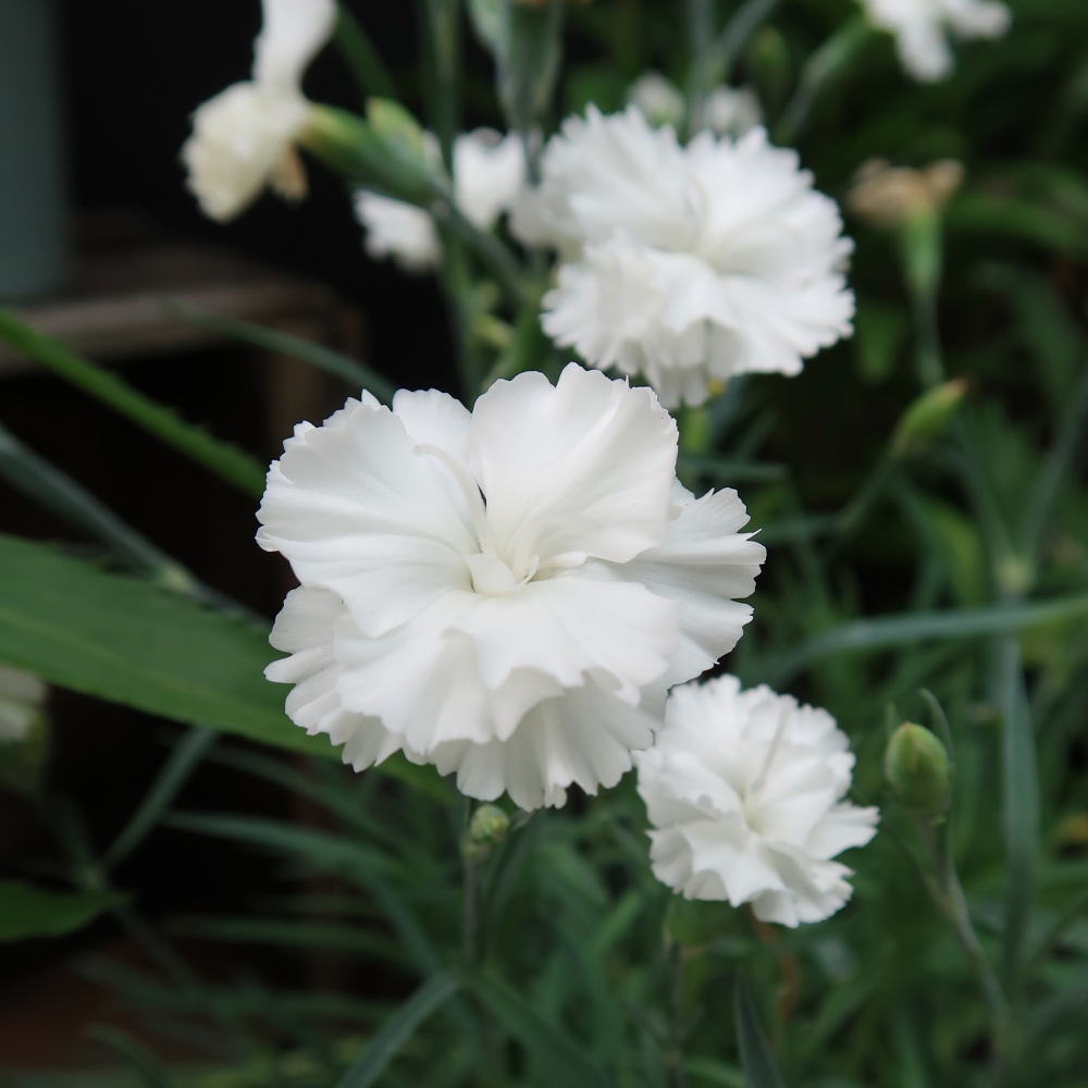 Neilikka 'Angel of Purity' - MUSTILA PUUTARHA