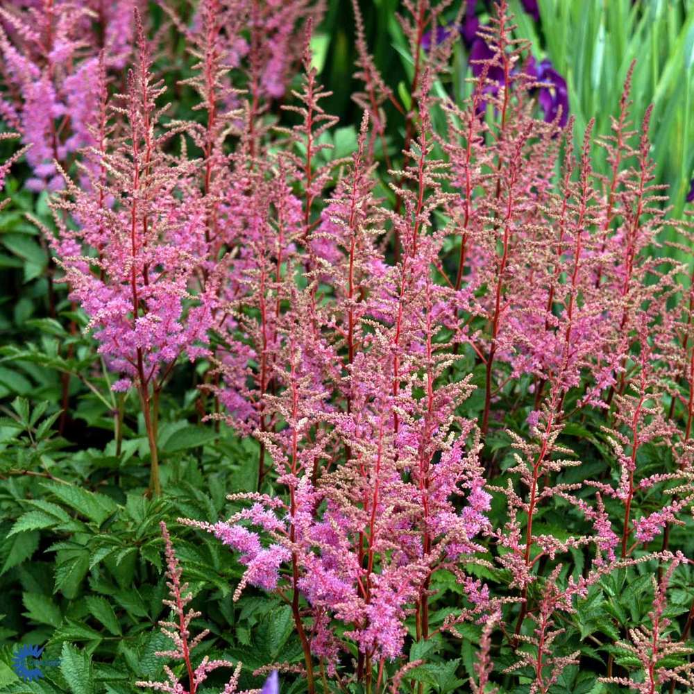Astilbe `Amethyst´ - MUSTILA TRÄDGÅRD
