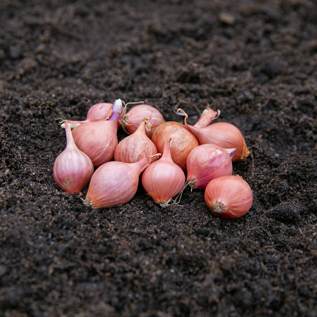 Sipuli 'Rosanna' 250 g - MUSTILA PUUTARHA