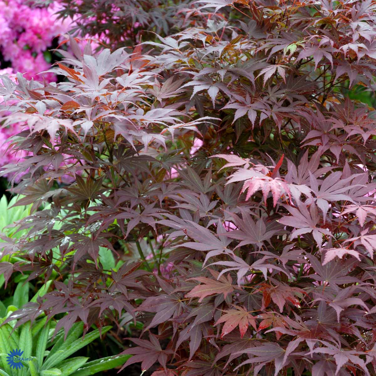 Verijapaninvaahtera 'Atropurpureum' 40-60cm - MUSTILA PUUTARHA
