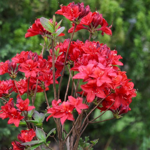 Puistoatsalea 'Nabucco' - MUSTILA PUUTARHA