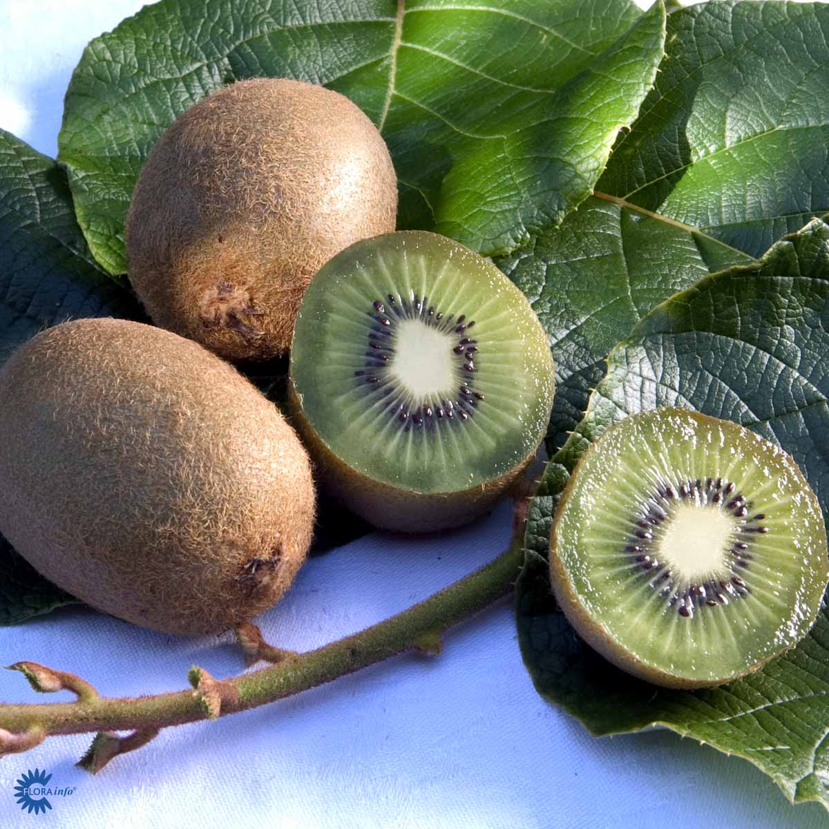 Kiivi 'Jenny' - MUSTILA PUUTARHA