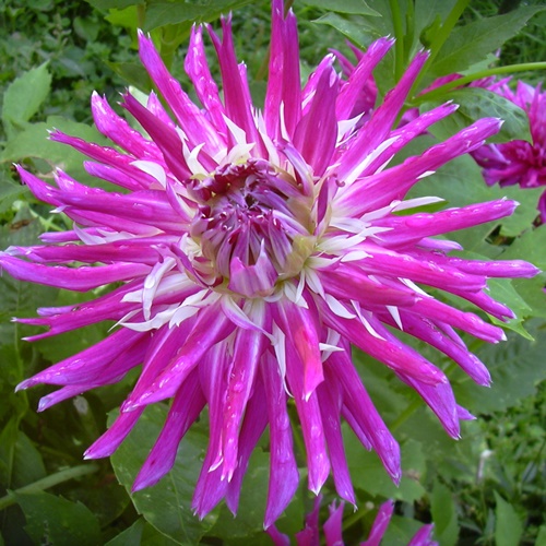 Kaktusdaalia 'Hollyhill Spider Woman' - MUSTILA PUUTARHA