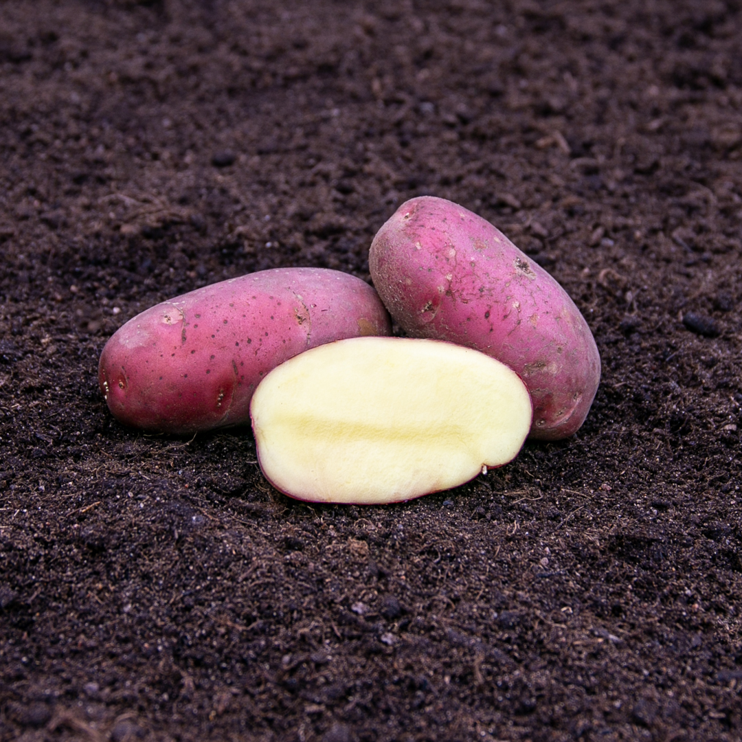 Sättpotatis Asterix 1 kg - MUSTILA TRÄDGÅRD