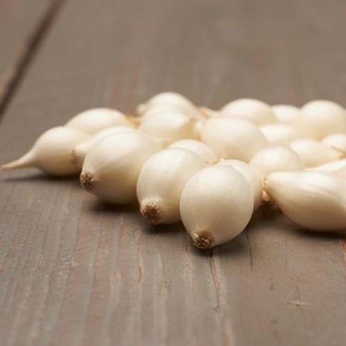 Hopeasipuli 'Snowball' 250 g - MUSTILA PUUTARHA