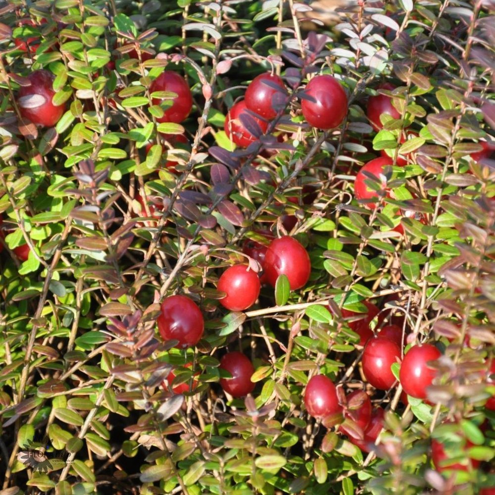 Isokarpalo laatikko 40x60 cm - MUSTILA PUUTARHA