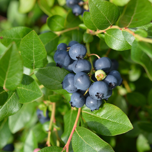 Pensasmustikka 'Alvar' jumbo - MUSTILA PUUTARHA