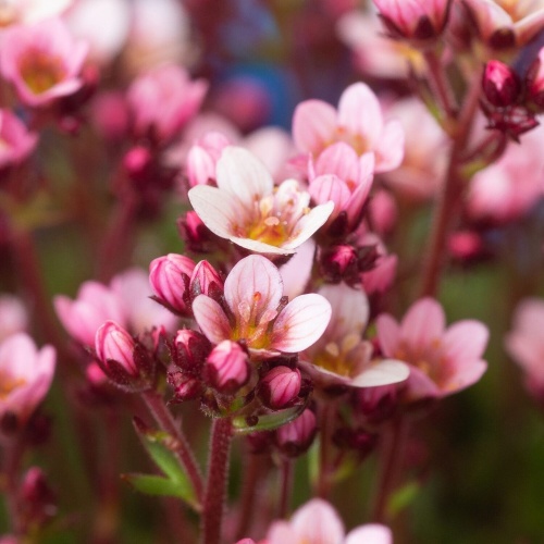 Patjarikko 'Pixie Pan Appleblossom' - MUSTILA PUUTARHA