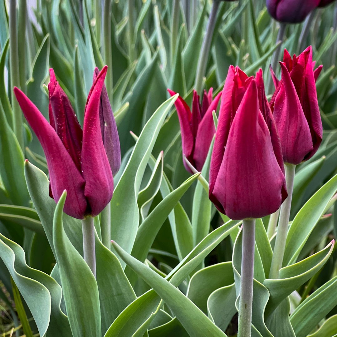 Liljatulppaani 'Sarah Raven' - MUSTILA PUUTARHA