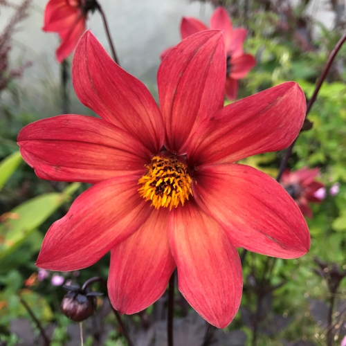 Daalia 'Schipper's Bronze' - MUSTILA PUUTARHA