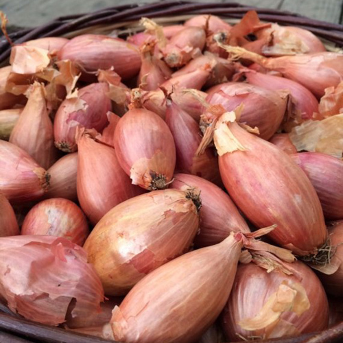 Salottisipuli 'Longor' 250 g - MUSTILA PUUTARHA