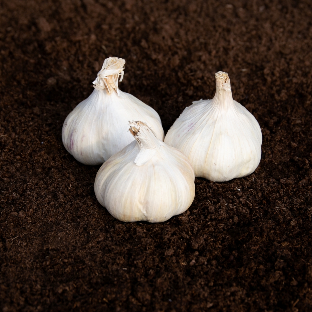 Valkosipuli 'Arno' 3 kpl - MUSTILA PUUTARHA