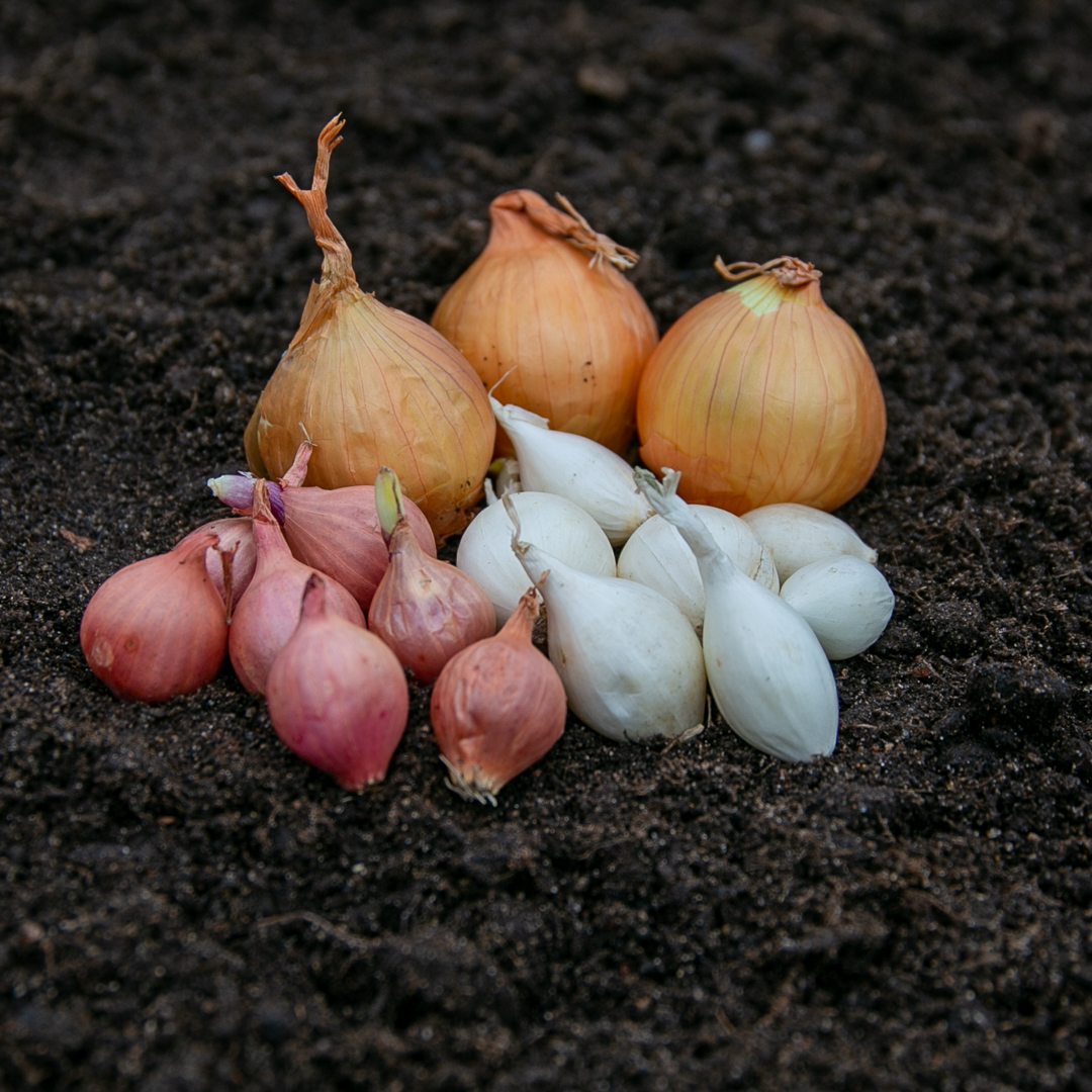 Gourmet-sipuli mix 250 g - MUSTILA PUUTARHA