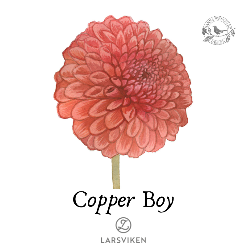 Pallodaalia 'Copper Boy' - HW Collection - MUSTILA PUUTARHA