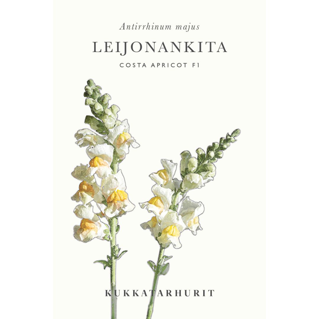 Leijonankita 'Costa Apricot F1' - MUSTILA PUUTARHA