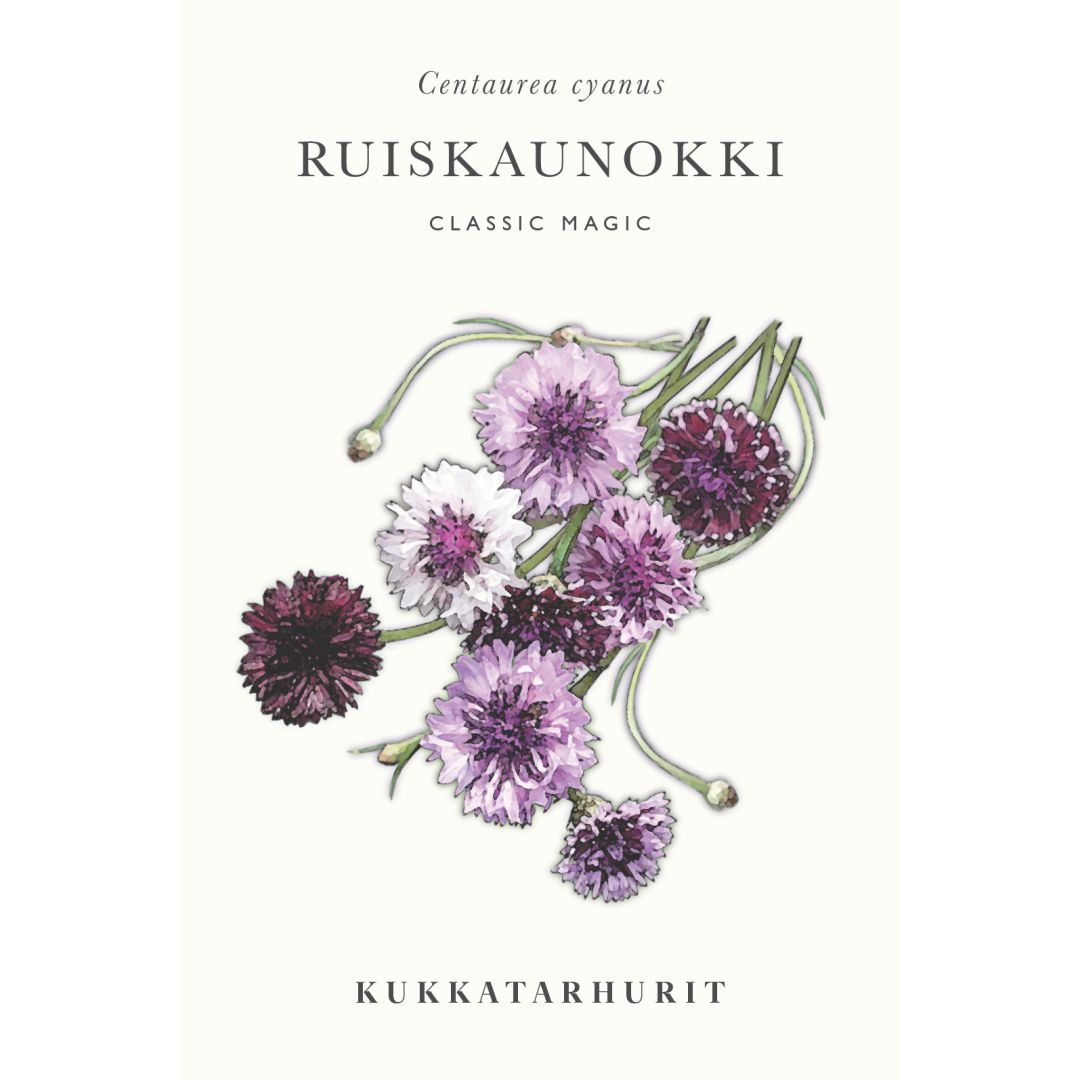 Ruiskaunokki 'Classic Magic' - MUSTILA PUUTARHA