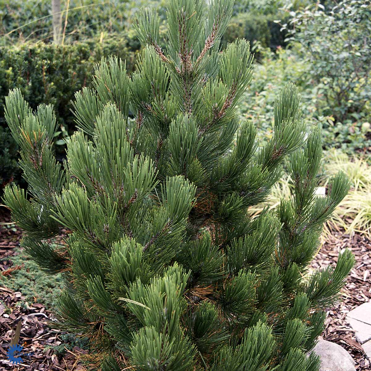 Bosnianmänty 'Compact Gem' - MUSTILA PUUTARHA