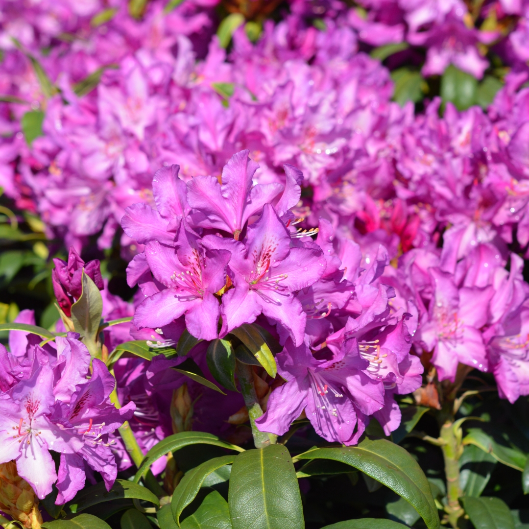 Alppiruusu 'Royal Lilac' 30-40 cm - MUSTILA PUUTARHA