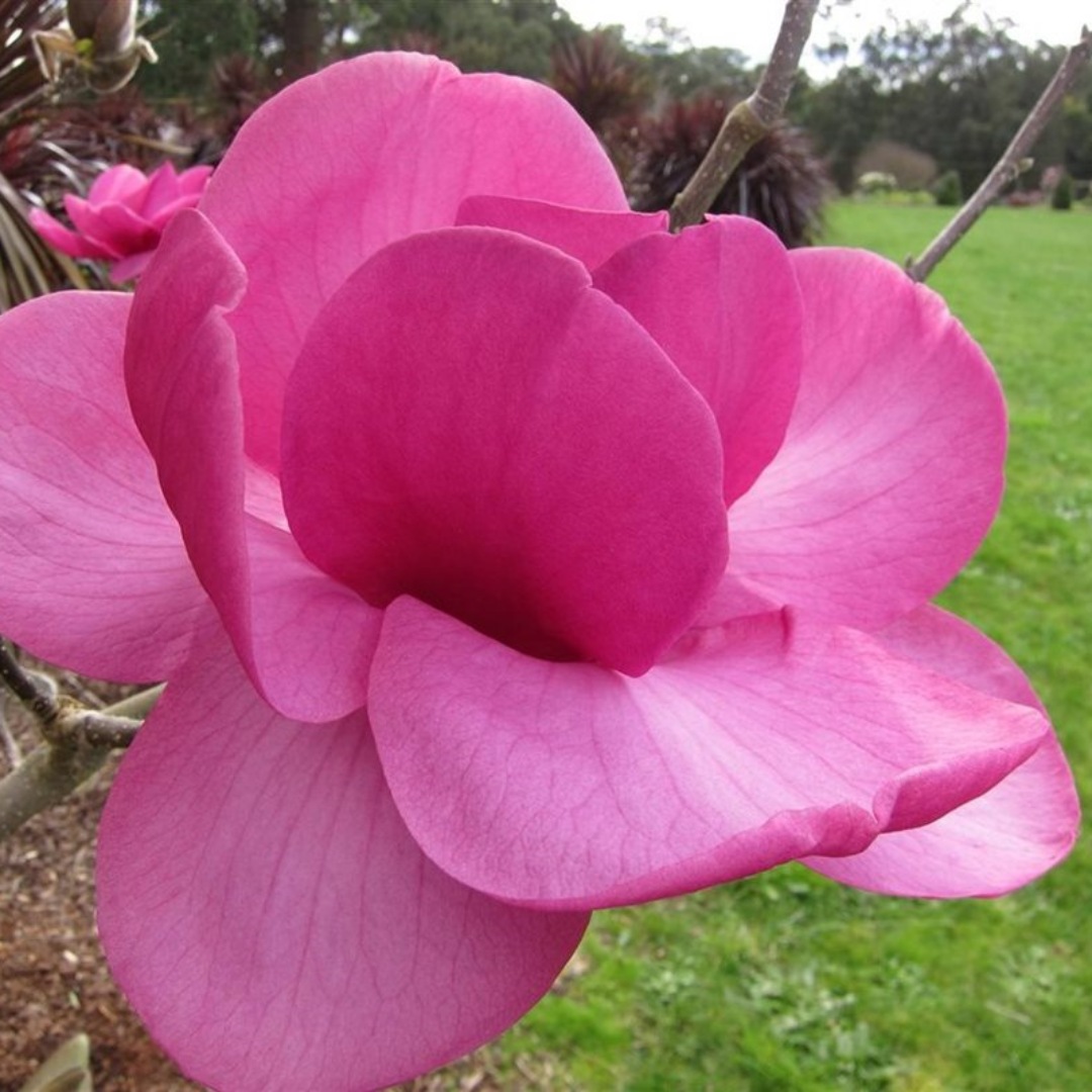 Magnolia 'Felix Jury' 80-100 - MUSTILA PUUTARHA