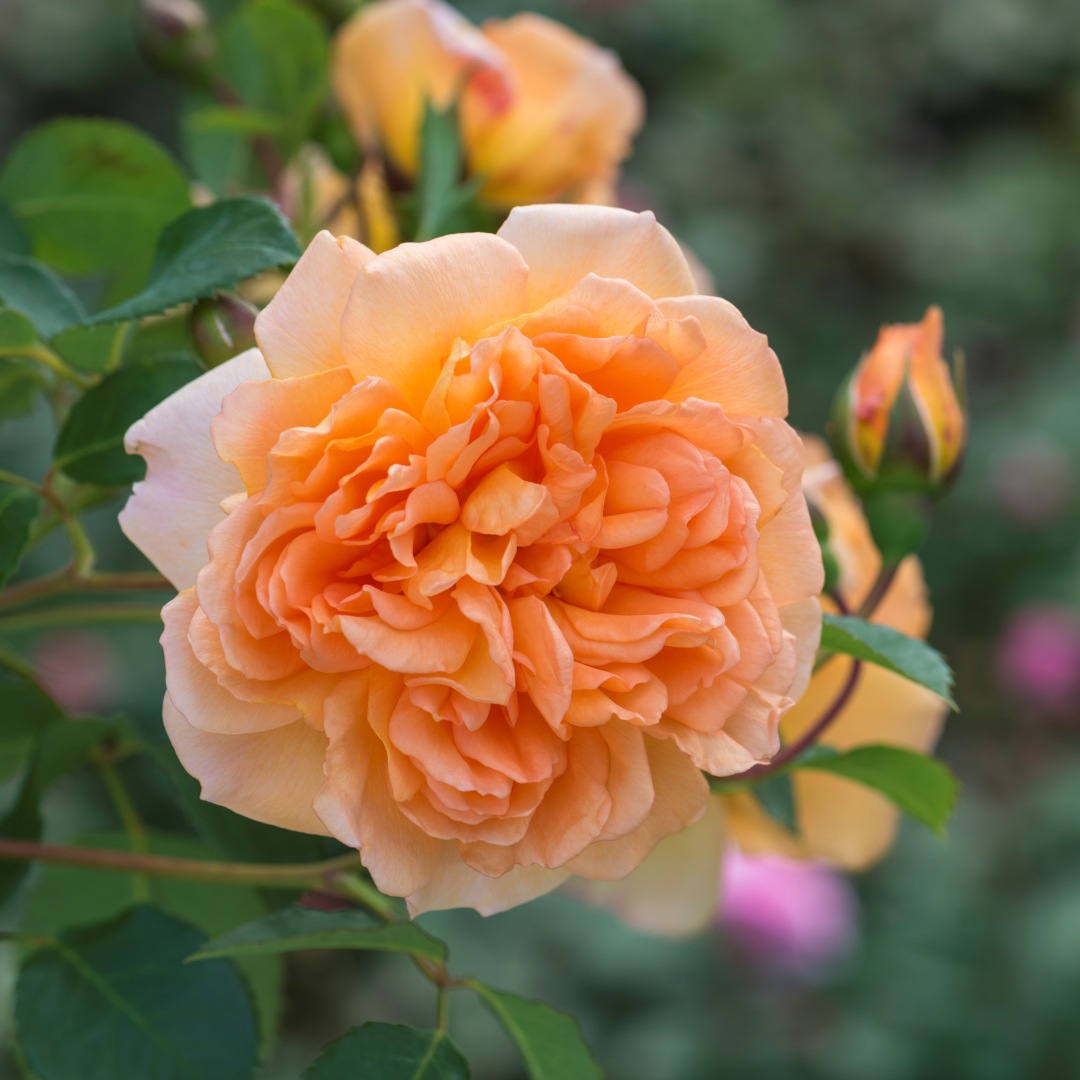 David Austin -ruusu 'Dame Judi Dench' (Ausquaker) - MUSTILA PUUTARHA