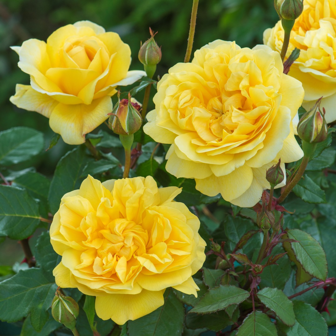 David Austin -ruusu 'The Poet's Wife' (Auswhirl) - MUSTILA PUUTARHA